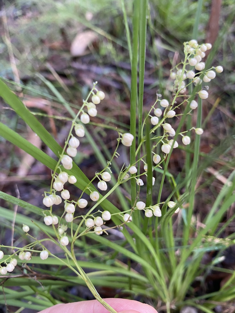 Broadleaved matrush from Eric St, Goodna, QLD, AU on April 5, 2024 at ...