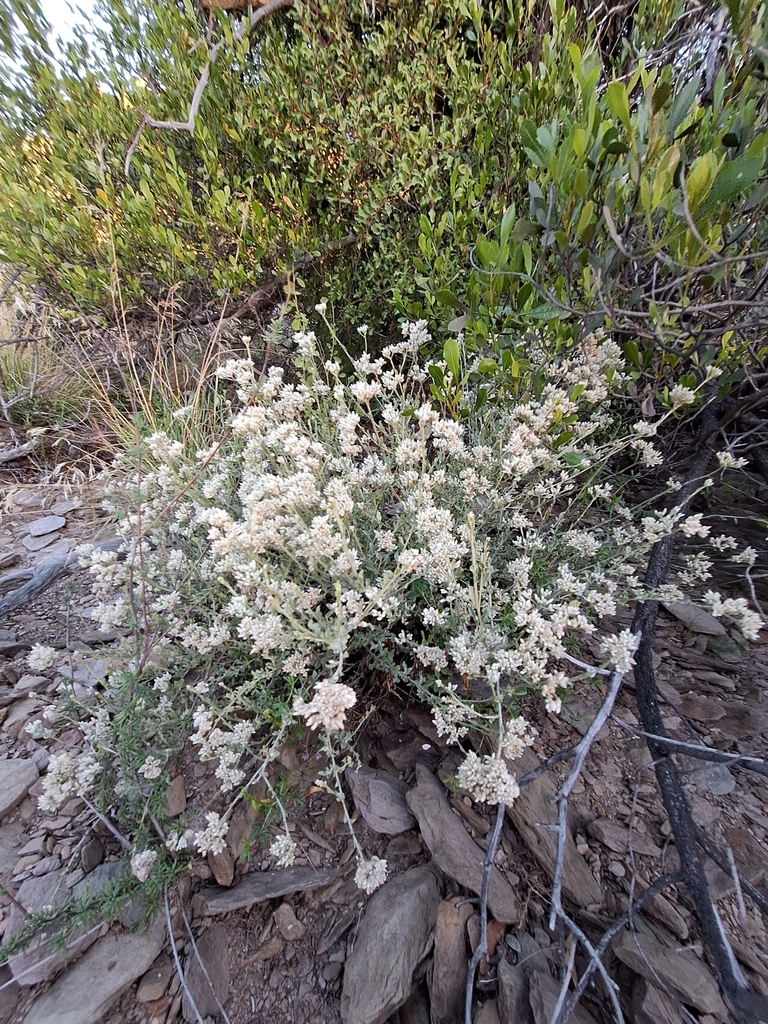 Grey Everlasting from Kannaland Local Municipality, South Africa on ...