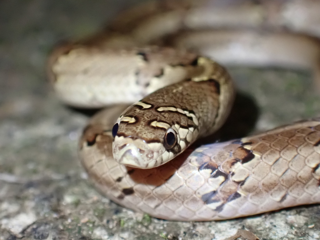 Streaked Kukri Snake from Mookambika Wildlife Sanctuary, Shivamogga, KA ...
