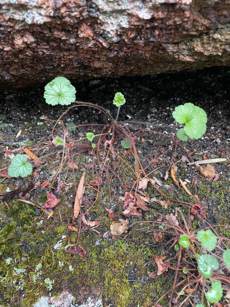 Austral Stork's-bill from Freycinet National Park, Freycinet, TAS, AU ...