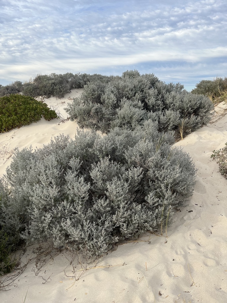 Coastal Daisy-Bush from Holiday Way, Yanchep, WA, AU on April 6, 2024 ...