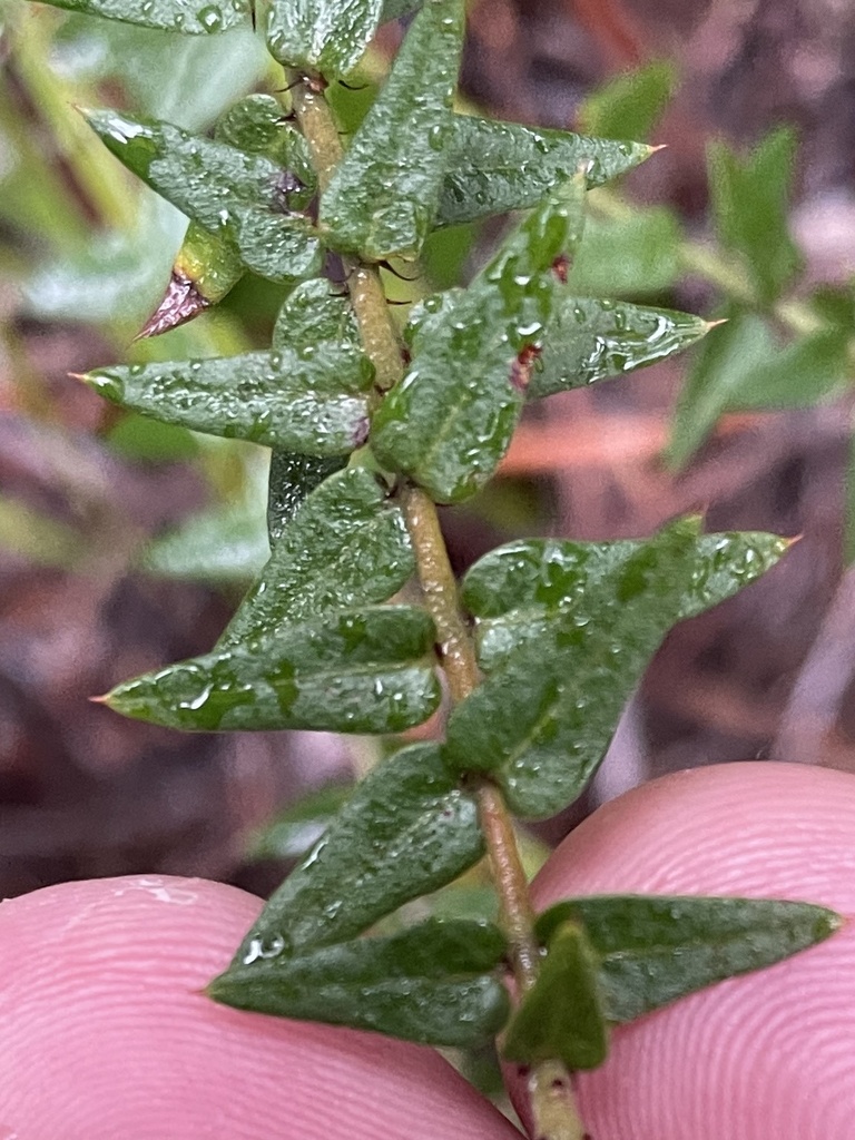 Showy Bossiaea from Freycinet National Park, Freycinet, TAS, AU on ...
