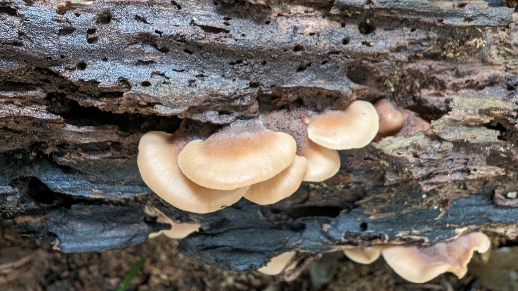 bear lentinus from 日本、神奈川県横浜市緑区新治町 新治市民の森 on April 7, 2024 at 09:46 AM ...