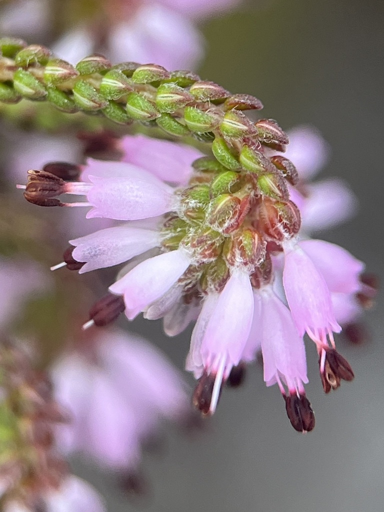 Erica globiceps consors from Overberg District Municipality, South ...