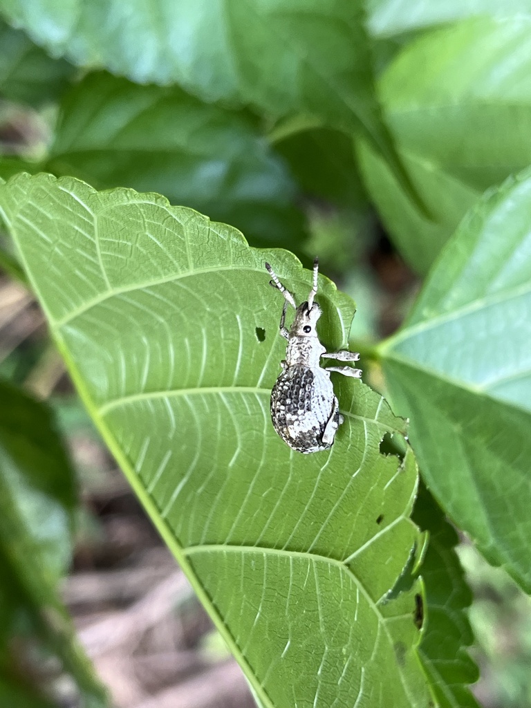 Episomus mori in April 2024 by Nakatada Wachi · iNaturalist