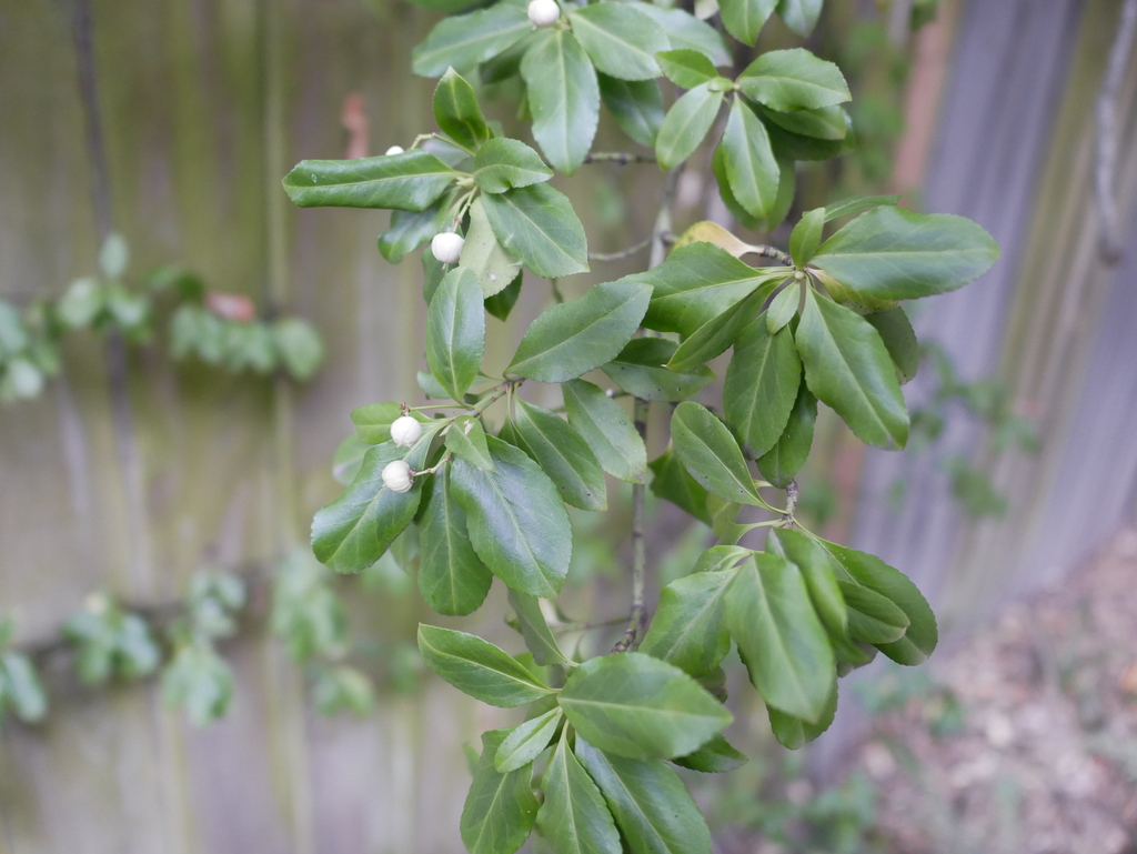 fortune's spindle from Purau Reserve, Cashmere, Christchurch on March ...