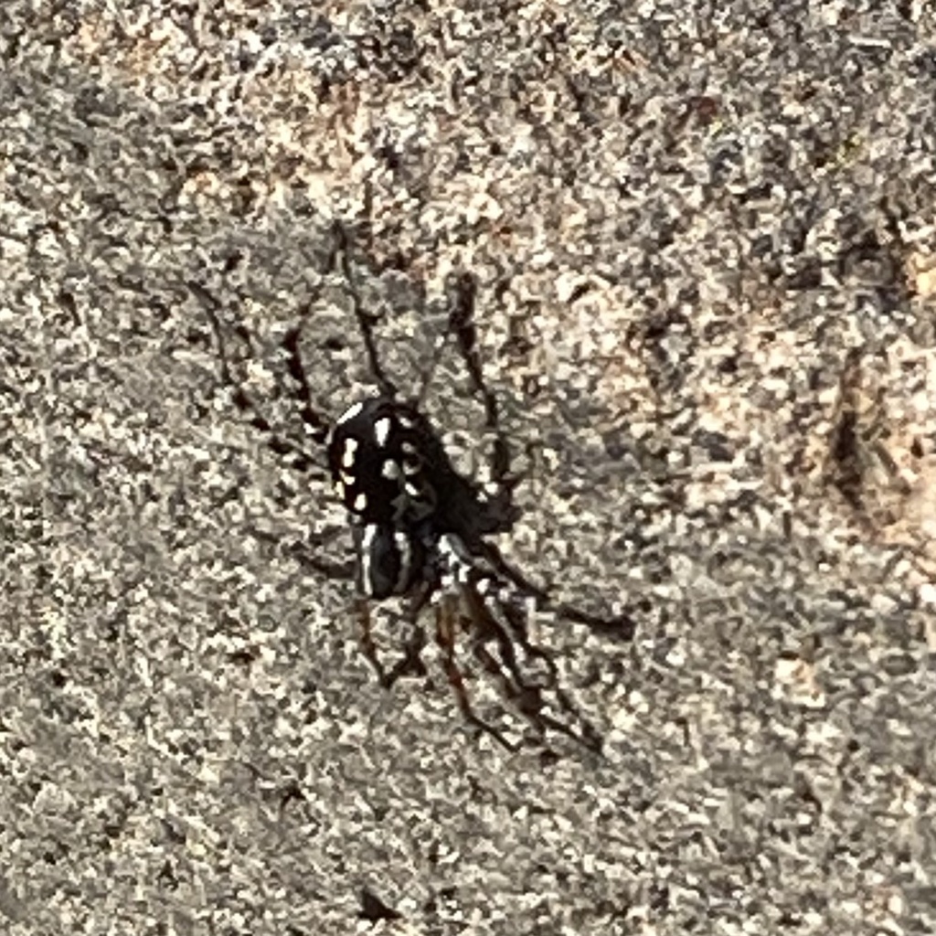 Spotted Ground Swift Spider from Melbourne General Cemetery, Carlton ...