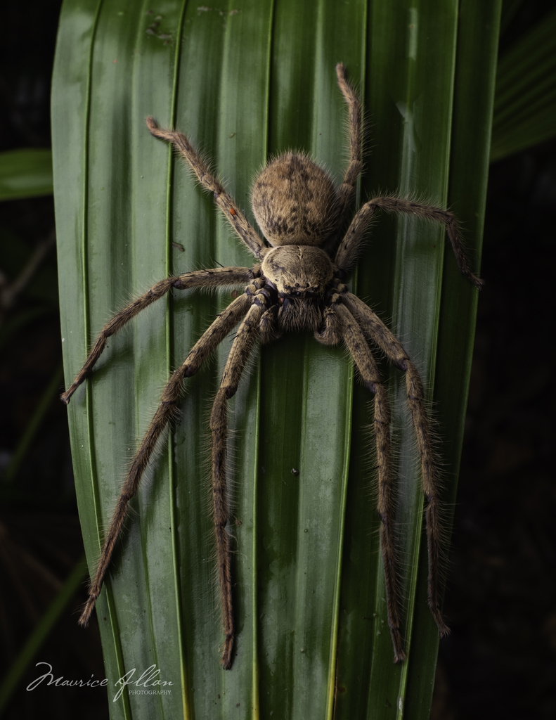 Fireback Huntsman Spider from Cairns QLD, Australia on December 31 ...
