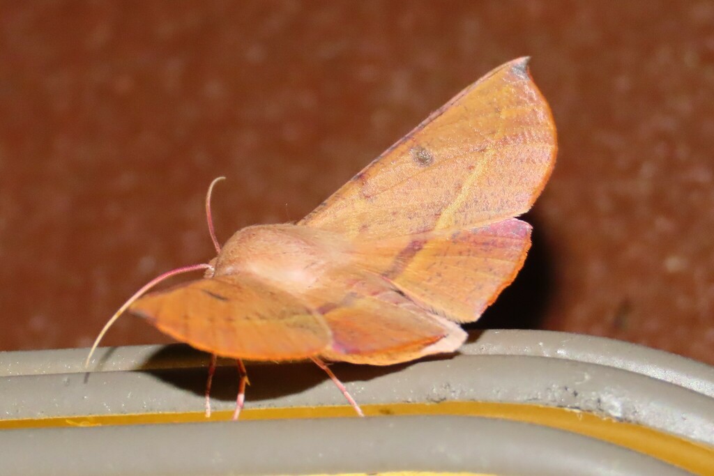Pink-bellied Moth from Coomba Park NSW 2428, Australia on April 07 ...