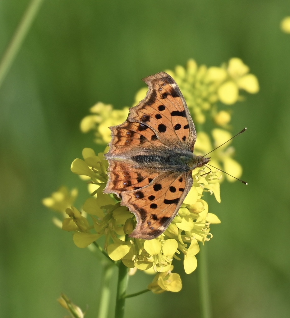 Asian Comma from Kaneage, Hitachinaka, Ibaraki, JP on April 7, 2024 at ...