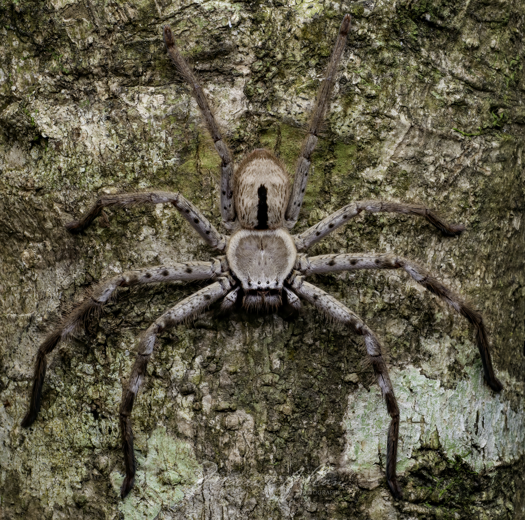 Grey Huntsman Spider from Kuranda QLD 4881, Australia on January 5 ...