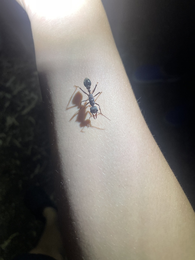 Inch Ant from Yarra Bend Park, Kew, VIC, AU on April 7, 2024 at 07:36 ...