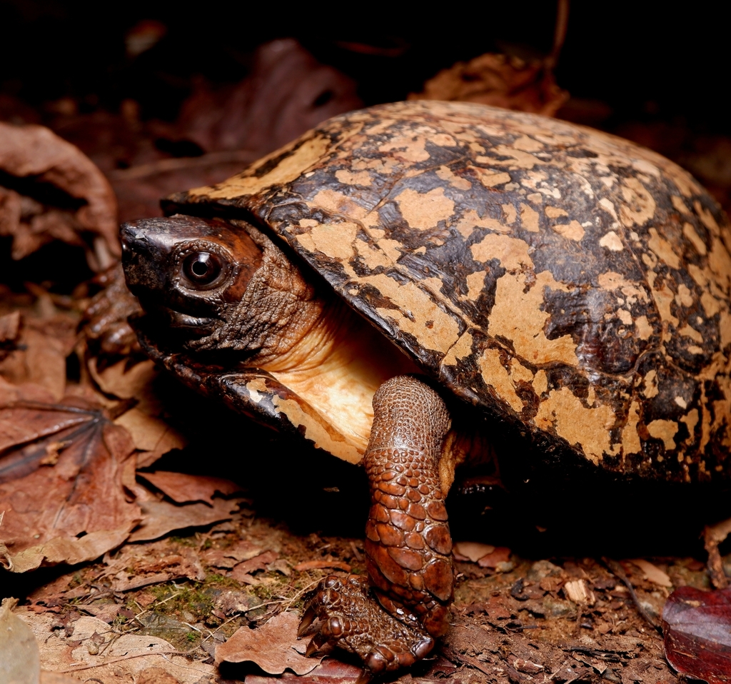 Enigmatic Leaf Turtle in April 2024 by Alexius L.Z.L · iNaturalist