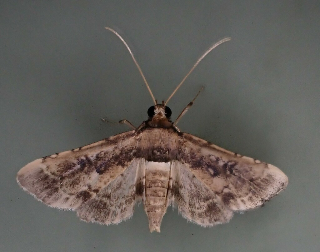 Pearl Moths from Darwin NT, Australia on April 6, 2024 at 08:32 PM by ...