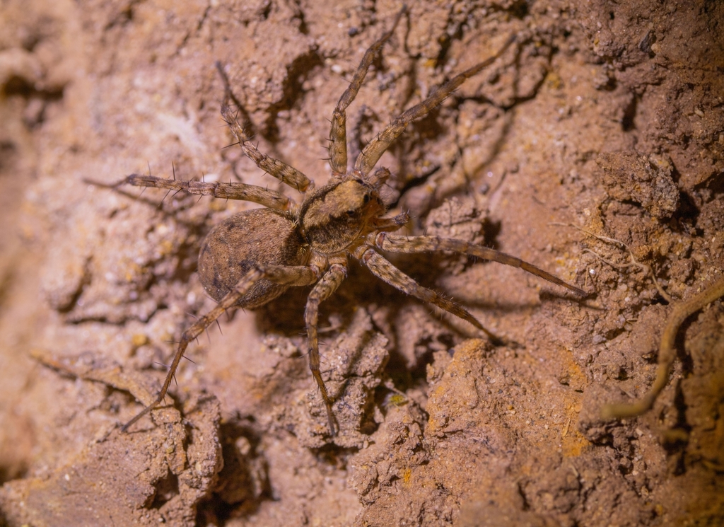 Leopard Spider by esoue · iNaturalist