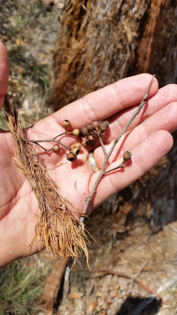 broad-leaved stringybark from Swanbank QLD 4306, Australia on December ...
