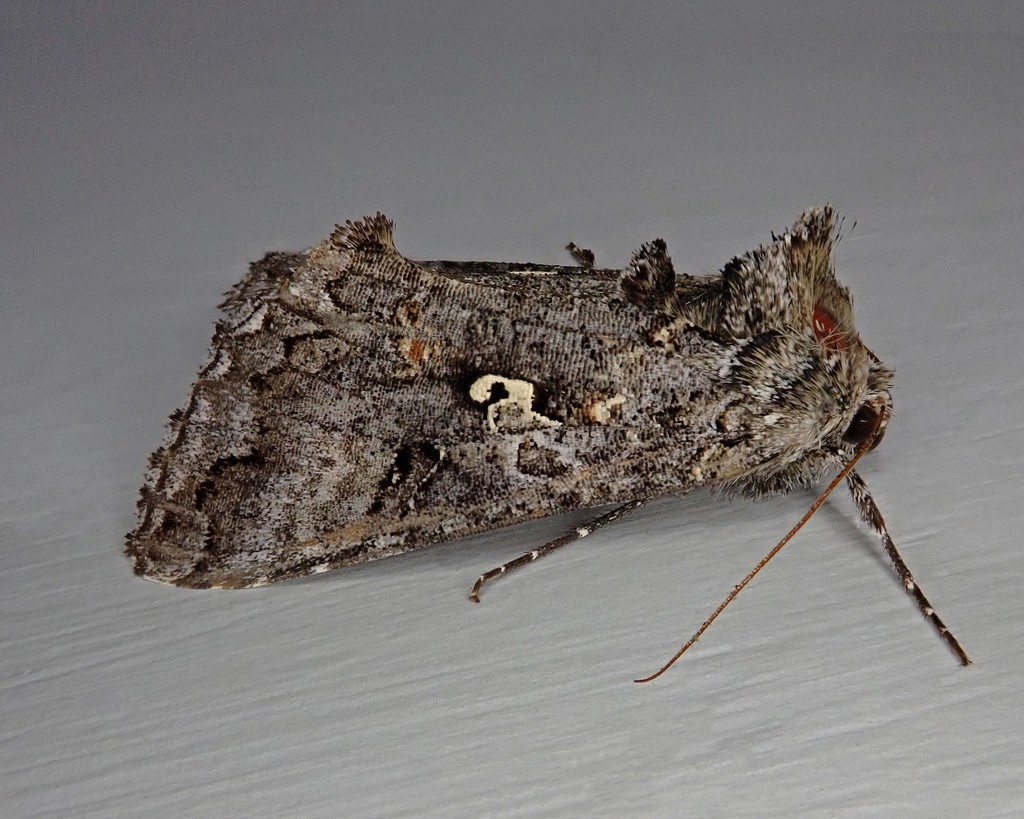 Dusky Silver Y Moth from Salem, NH 03079, USA on August 21, 2022 at 05: ...