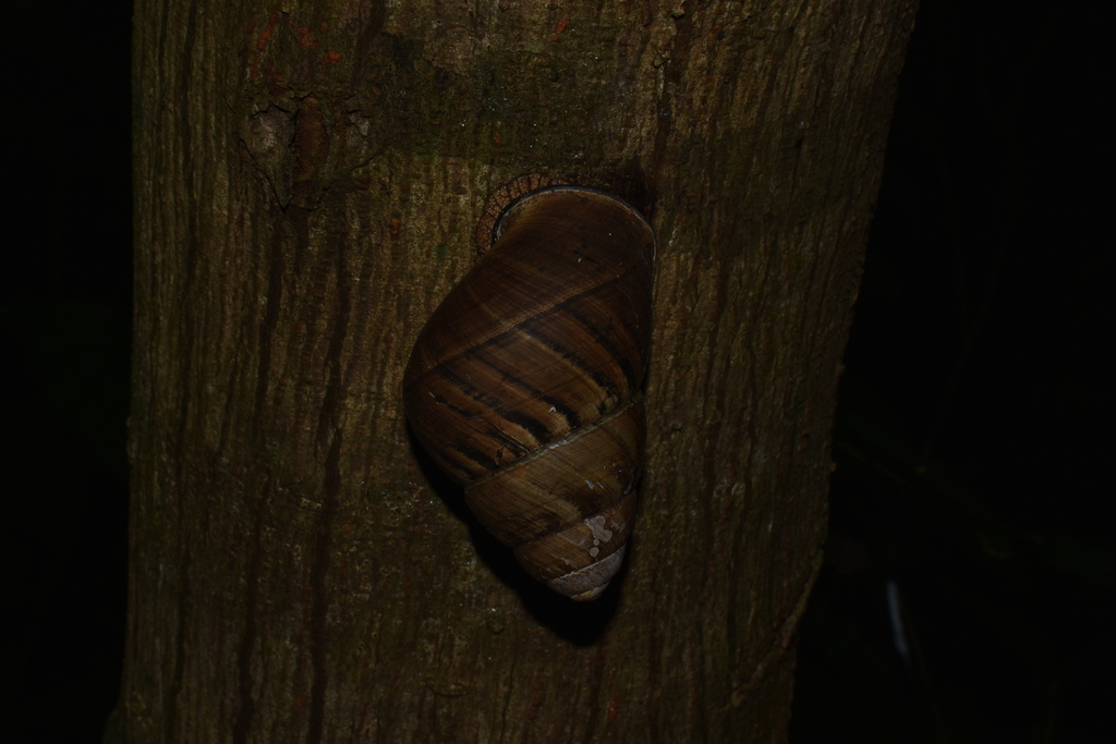 Helicostyla rufogaster from Mount Makiling, Los Baños, Laguna ...