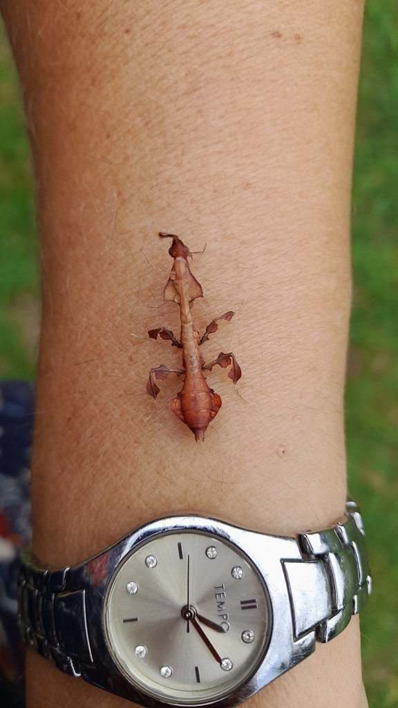 Common Ghost Mantis from Mbombela, South Africa on March 29, 2024 at 01 ...