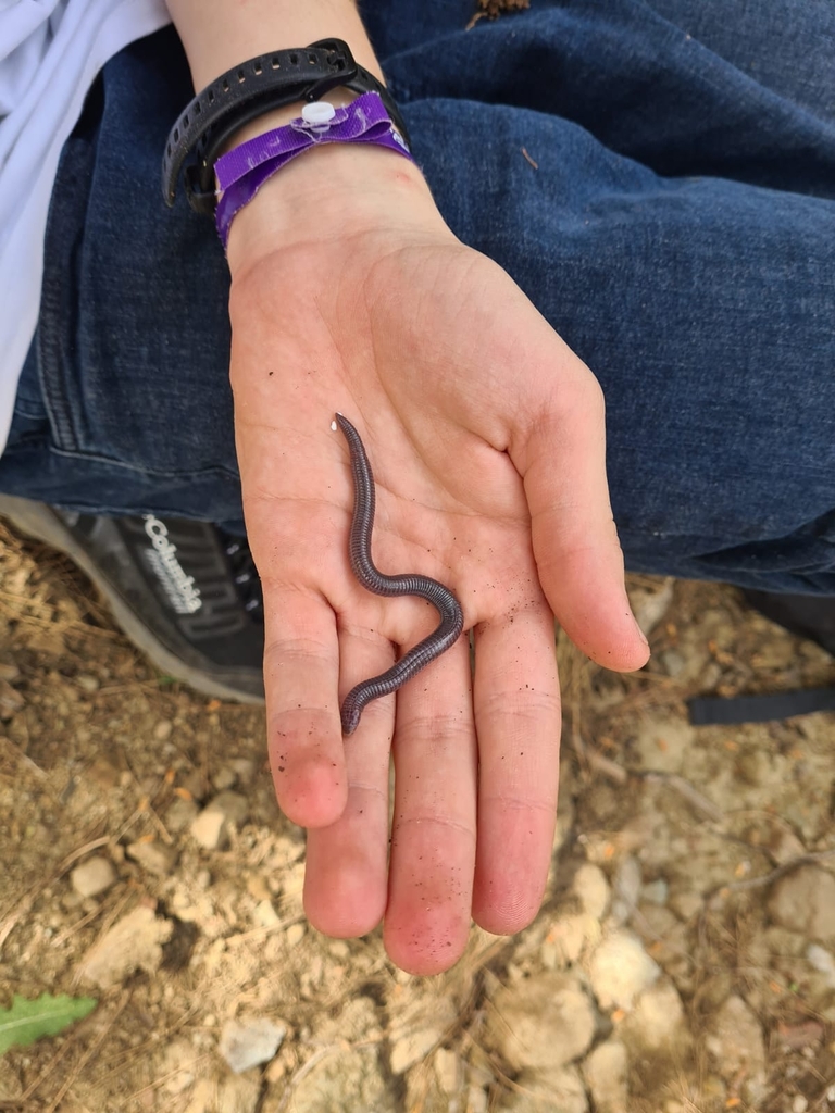 Cilician Worm Lizard from Arslanbucak, 07980 Кемер/Анталия, Турция on ...