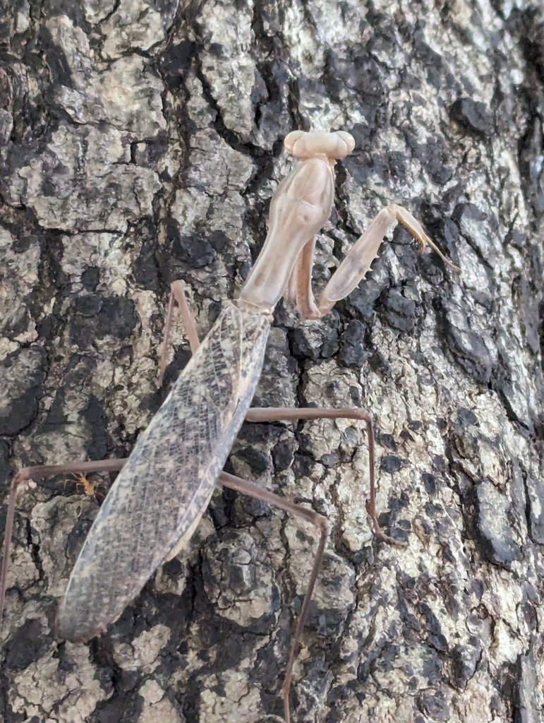 Timor Giant Mantis from Vemasse, Baucau, East Timor on April 07, 2024 ...