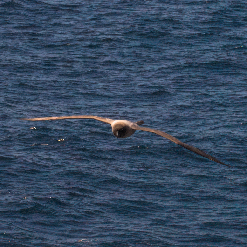Light-mantled Albatross from Auckland Islands Nature Reserve, Auckland ...