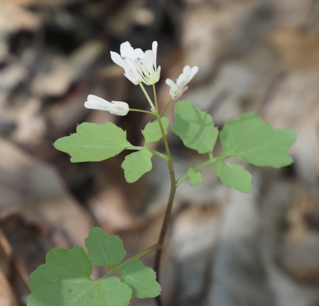 Bittercresses and Toothworts from Pearson's Falls, North Carolina 28773 ...