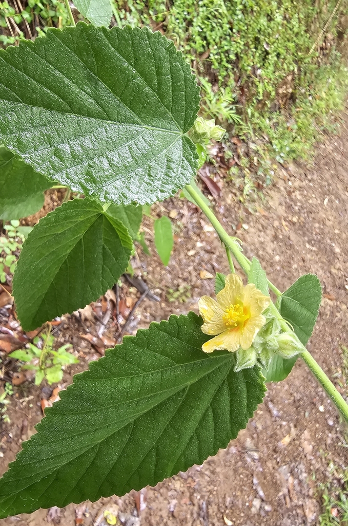 flannel weed from GXF8+4M2, Mount Coot-Tha QLD 4066, Australia on March ...