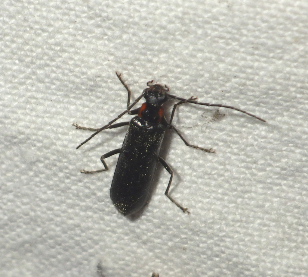 Water, Rove, Scarab, Long-horned, Leaf, and Snout Beetles from ...