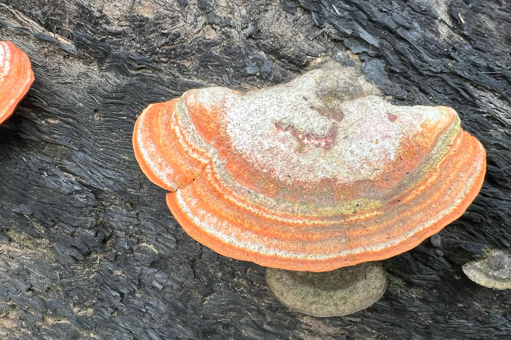 Southern Cinnabar Polypore from Yalmy VIC 3885, Australia on April 7 ...