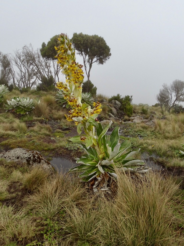 Dendrosenecio keniensis from Mt. Kenya Forest, Kenya on November 29 ...