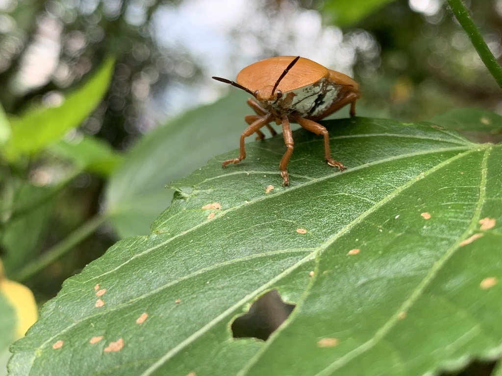 Lychee Stink Bug from 臺灣島, 士林區, TPE, TW on April 7, 2024 at 11:30 AM by ...