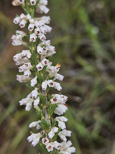 Mountain Heath (Erica afrorum) · iNaturalist