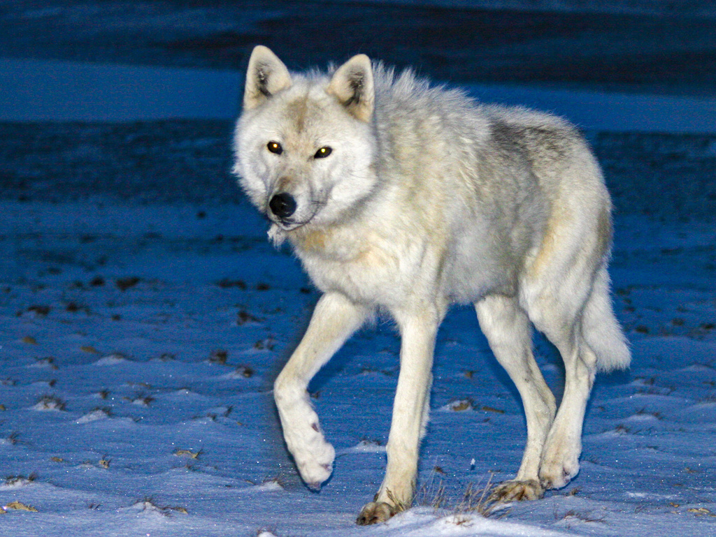 Gray Wolf in September 2005 by chris_bray. Looks a lot like a Banks Island Wolf (aka Bernard’s ...