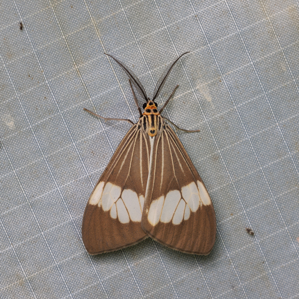 Asian Magpie Moth from Jalan Girdle, Bukit Fraser, 49000 Bukit Fraser ...