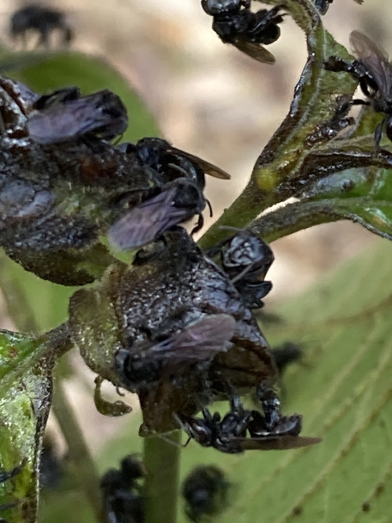 Partamona from Campeche, MX on April 4, 2024 at 08:19 AM by Alejandra ...