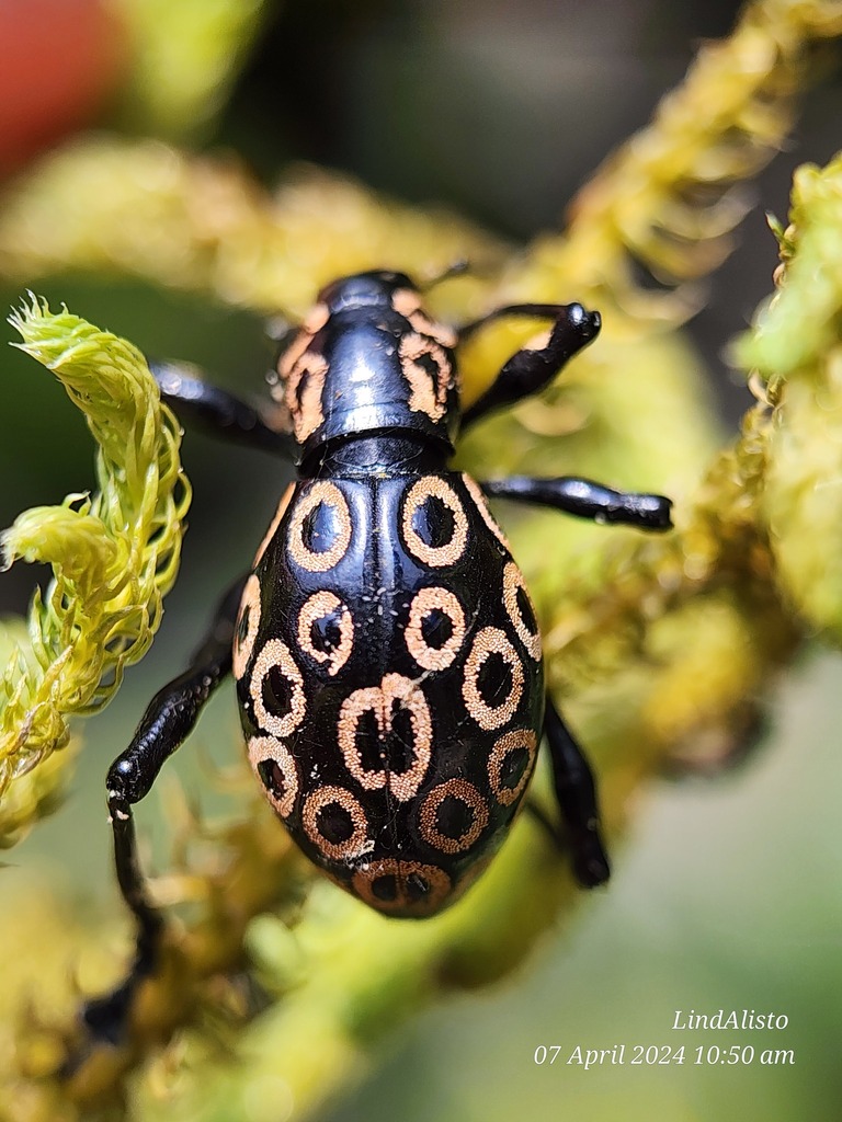 Pachyrhynchus argus from Atok, Benguet, Philippines on April 7, 2024 at ...