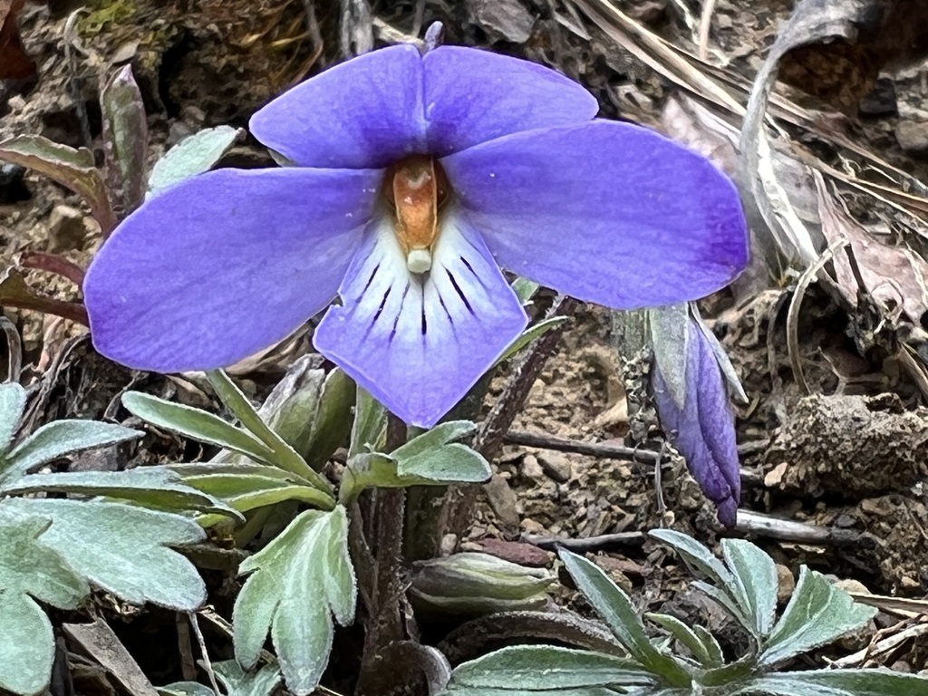 bird's foot violet from Pendleton County, WV, USA on April 06, 2024 at ...