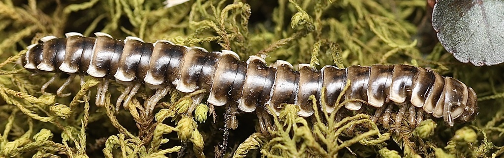 Millipedes from Otway, OH, US on April 5, 2024 at 03:05 PM by Paul ...