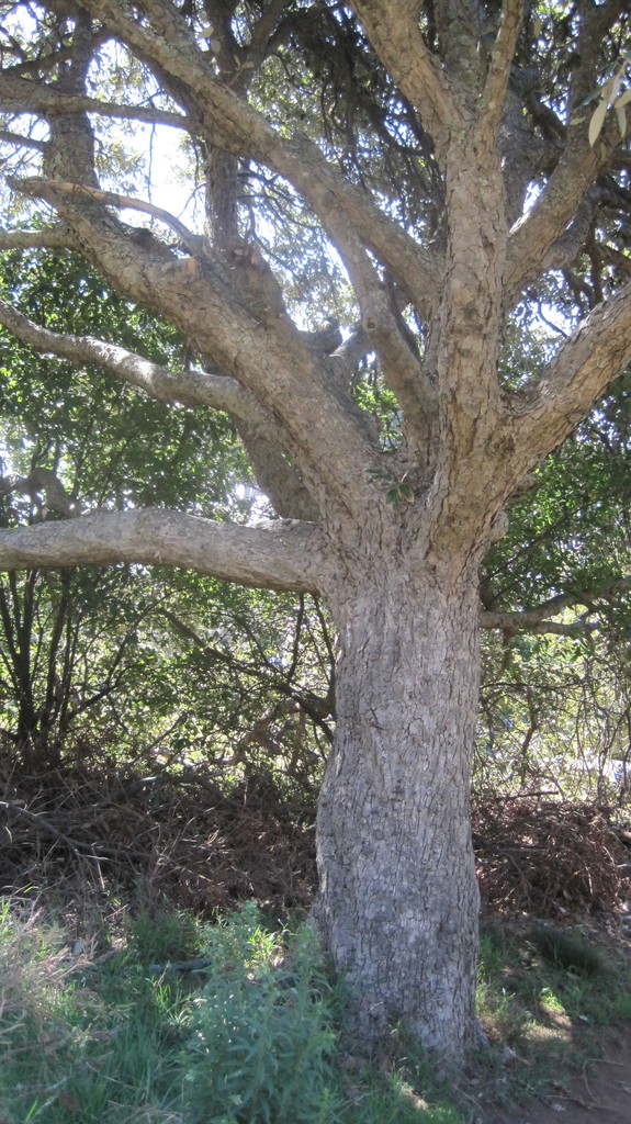 Banj from Rhodes mem, Table Mountain (Nature Reserve), Cape Town, South ...