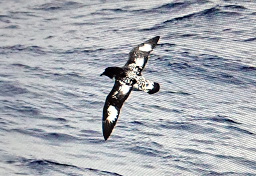 Cape Petrel from Drake Passage on December 3, 2023 by sandrissima ...