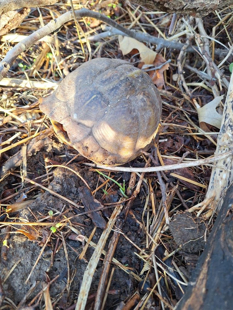 Common Box Turtle in April 2024 by Kurt Hoeper · iNaturalist