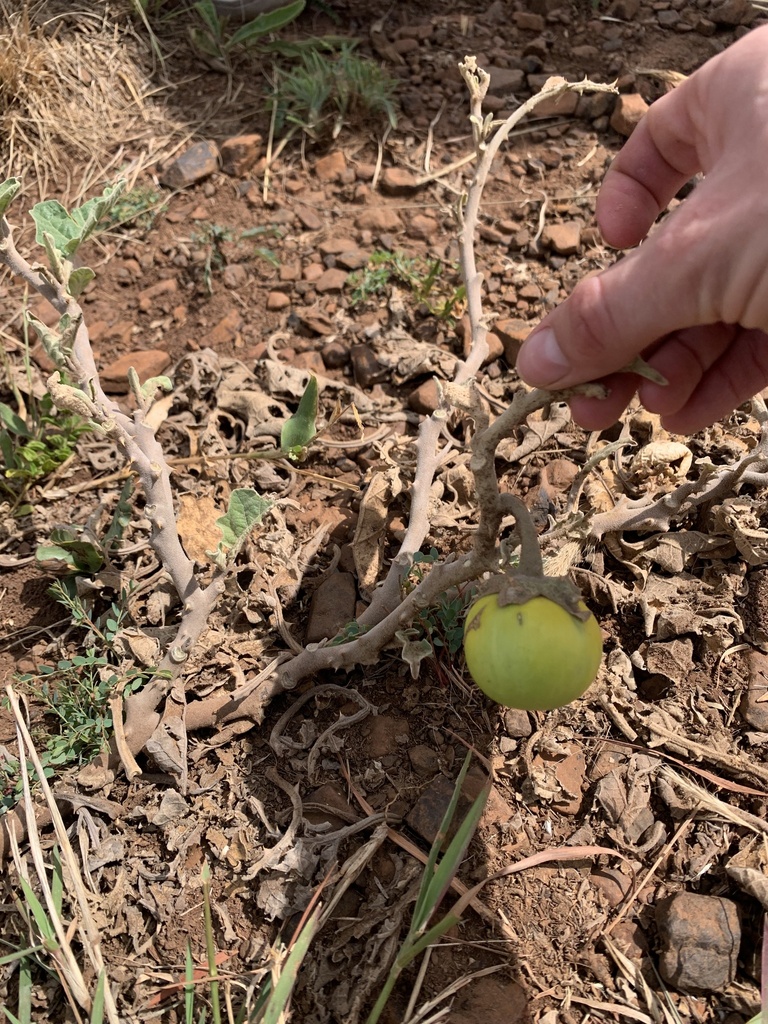 Thorn Bitter Apple from Tumahole, Parys, FS, ZA on March 28, 2024 at 11 ...