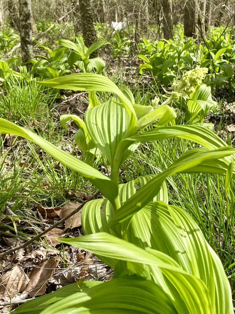 green false hellebore from Regina Rd, Lancaster, VA, US on April 6 ...