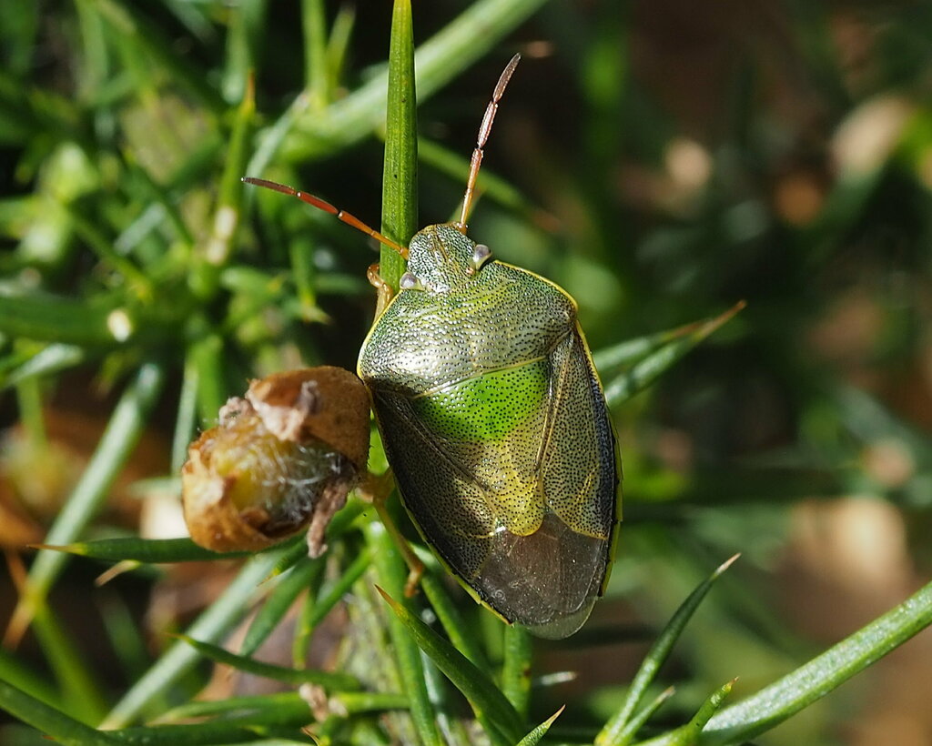 Gorse Shield Bug from Dudley, UK on April 5, 2024 at 12:18 PM by ...