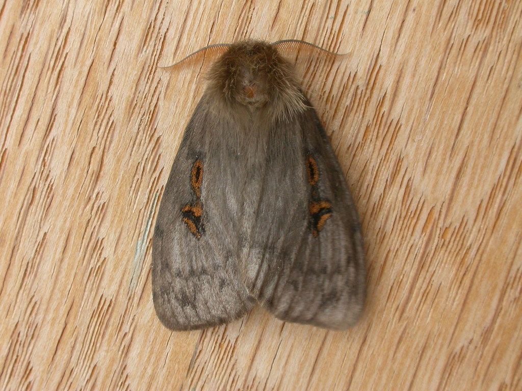 White Cedar Moth (Butterflies and moths of Yourka Reserve) · iNaturalist
