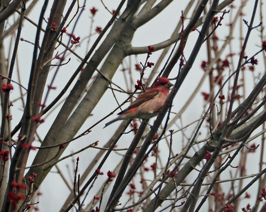 Purple Finch from Salem, NH 03079, USA on April 7, 2024 at 08:34 AM by ...