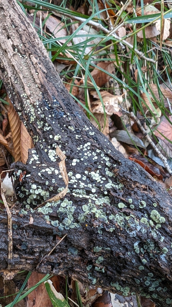 Chlorosplenium chlora from 日本、神奈川県横浜市緑区新治町 新治市民の森 on April 7, 2024 at ...