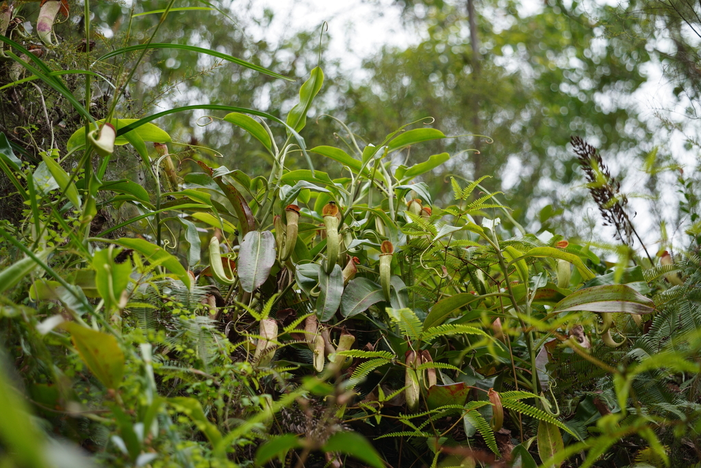 Common Swamp Pitcher-Plant in April 2024 by tkp123 · iNaturalist