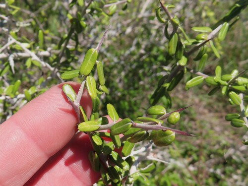 Observações de centratex · BioDiversity4All